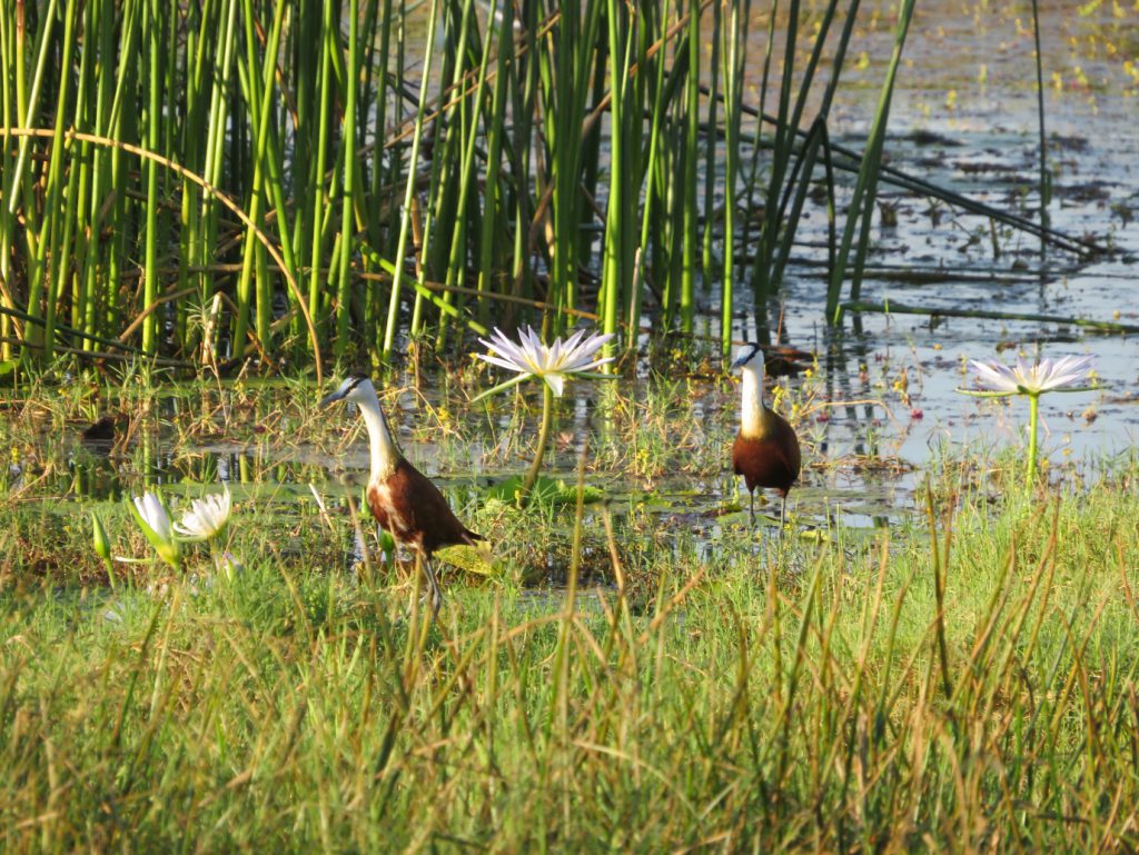 Rates and Entry Fees – Parque Nacional de Banhine